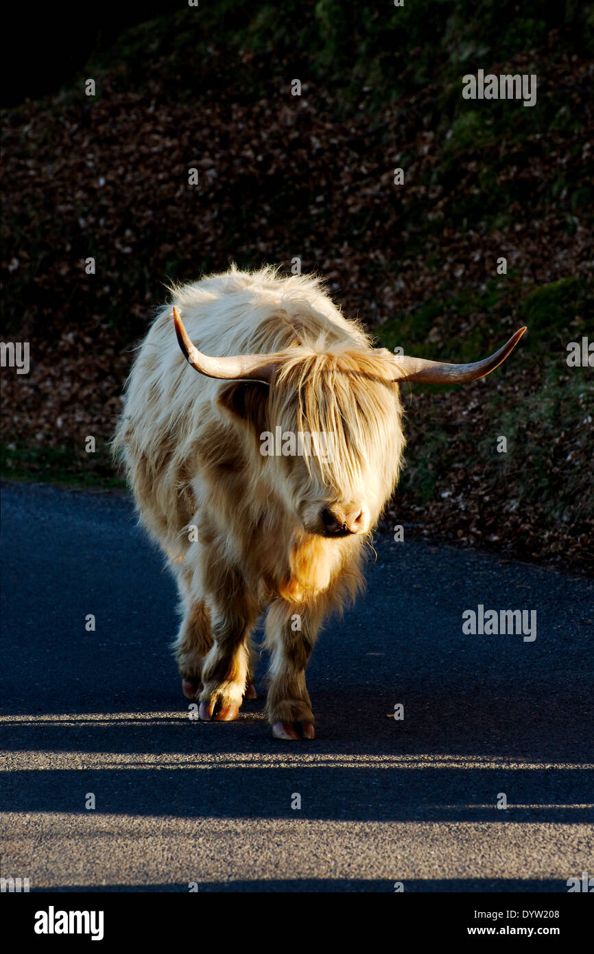 Exmoor highland cow hi-res stock photography and images - Alamy