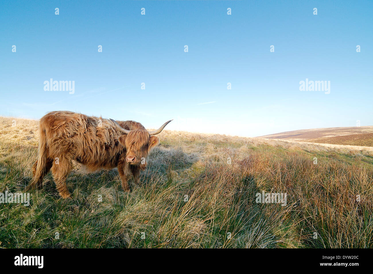 Exmoor highland cow hi-res stock photography and images - Alamy