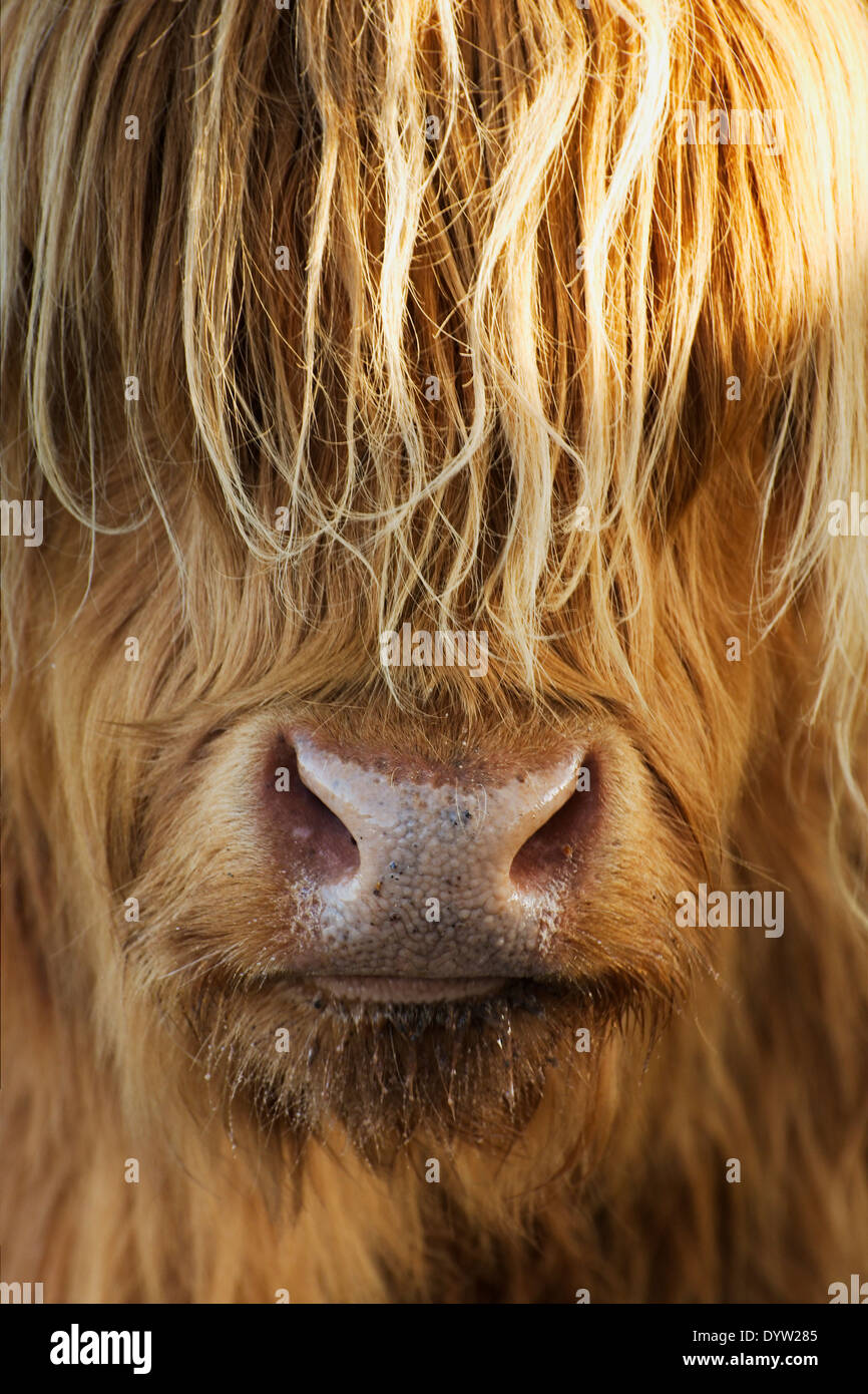 Exmoor highland cow hi-res stock photography and images - Alamy