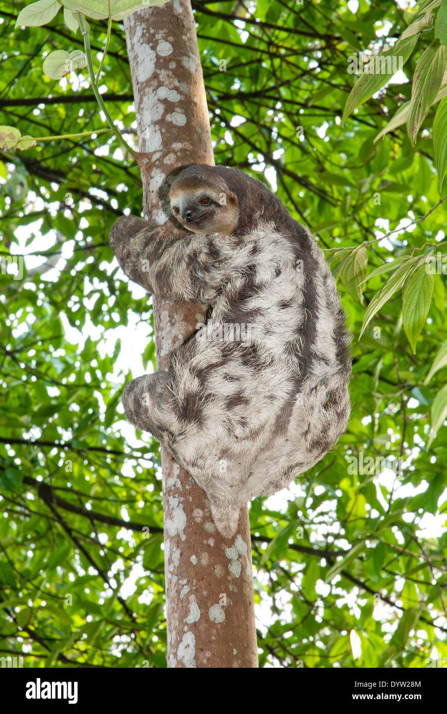 Brown-throated three-toed sloth (Bradypus variegatus) photographed in ...
