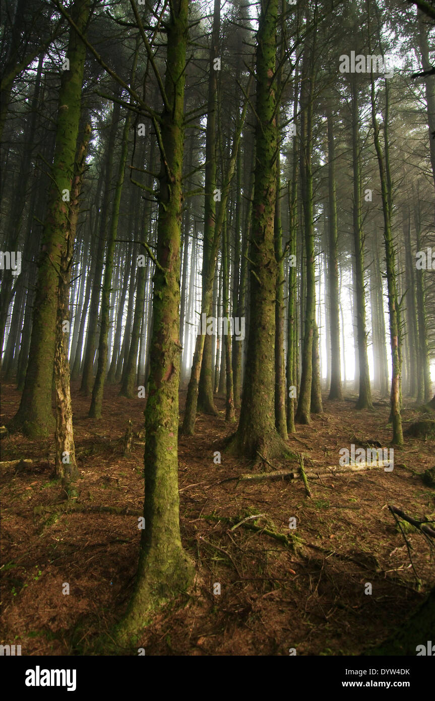 A forest of lined up pine trees at Dartmoor Stock Photo - Alamy