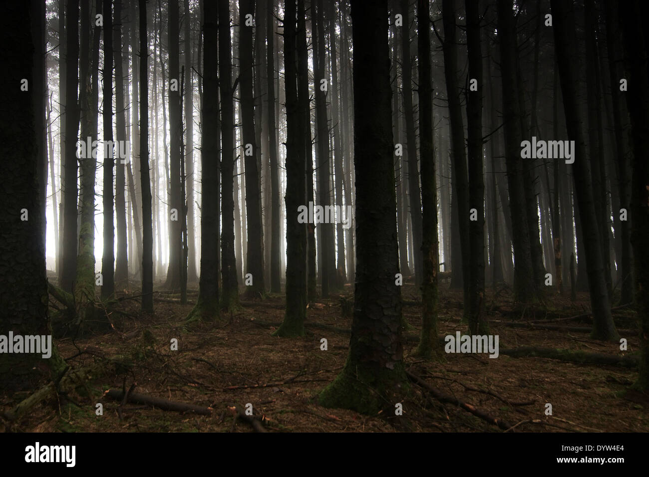 A forest of lined up pine trees at Dartmoor Stock Photo - Alamy