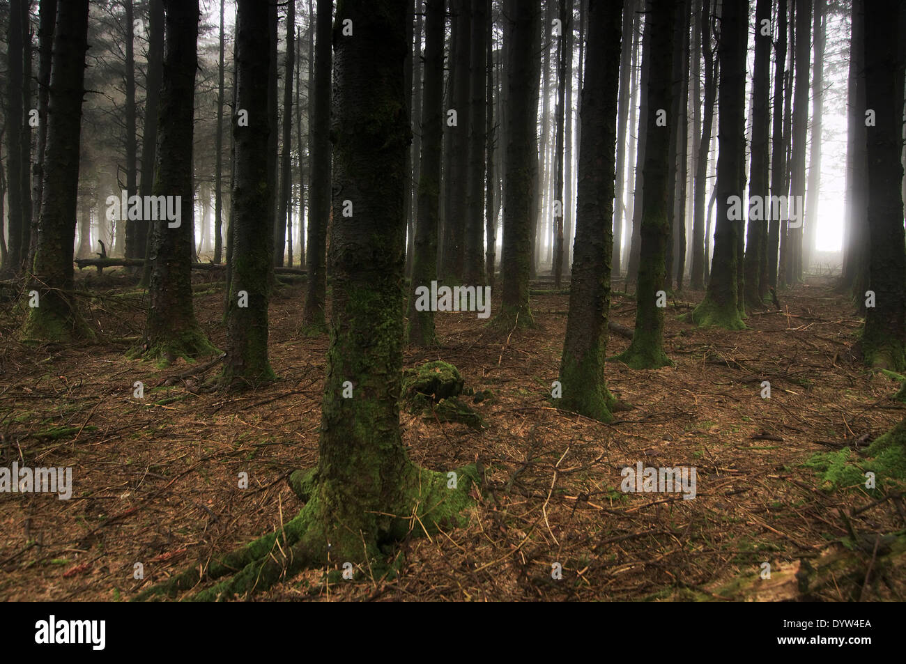 A forest of lined up pine trees at Dartmoor Stock Photo - Alamy