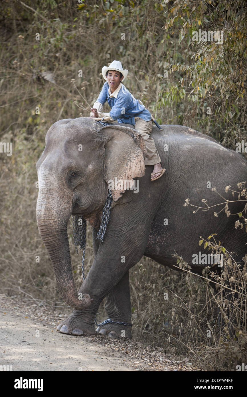 A man ride an elephant on a road Stock Photo - Alamy