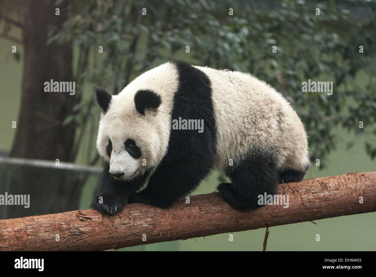 A panda climb on tree in a zoo Stock Photo - Alamy