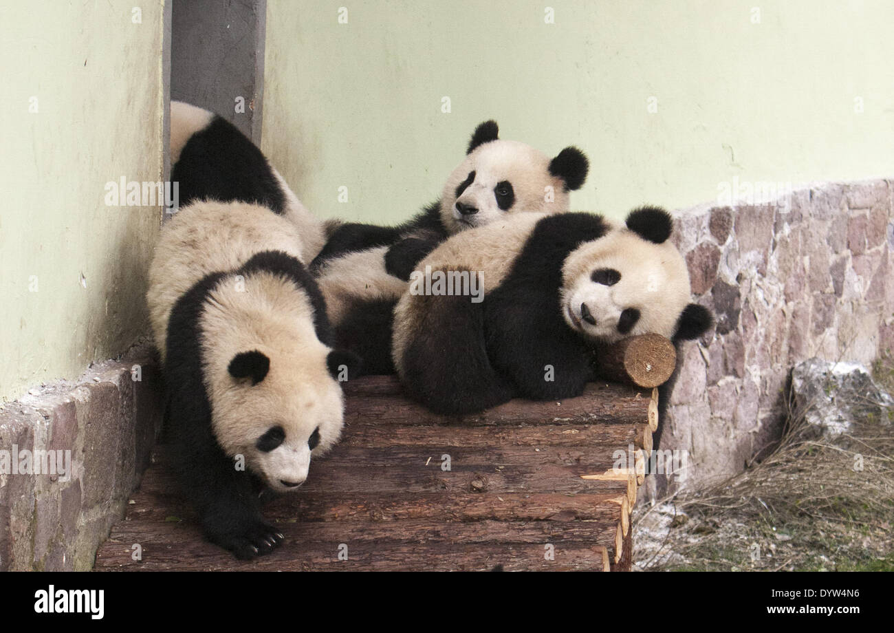 Pandas rest in a zoo hi-res stock photography and images - Alamy
