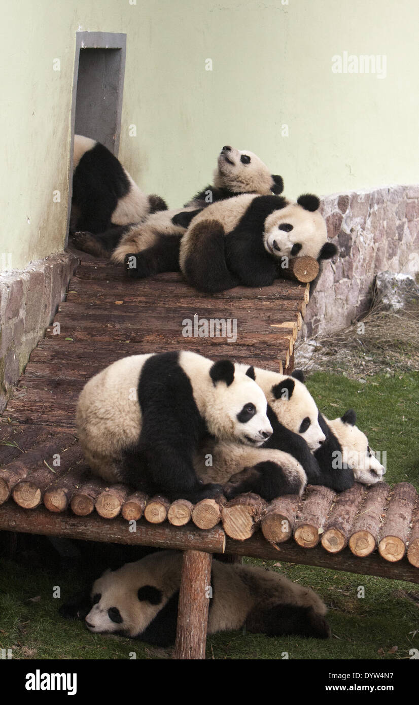 Pandas rest in a zoo Stock Photo - Alamy