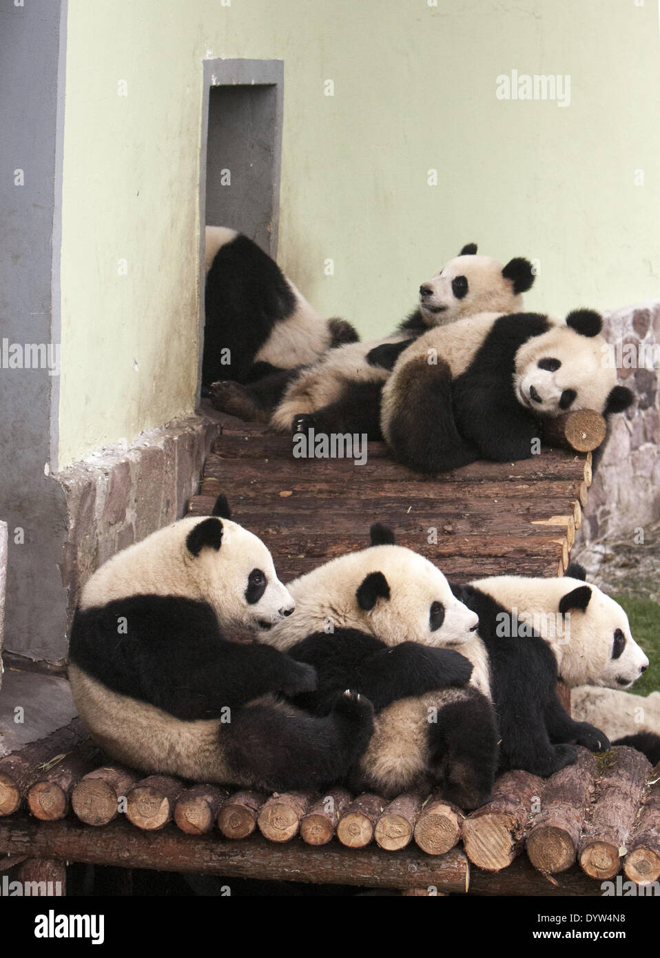 Pandas rest in a zoo Stock Photo - Alamy