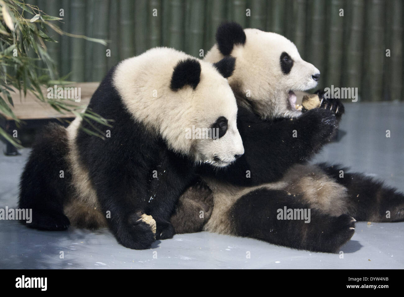 Pandas play in a zoo Stock Photo - Alamy