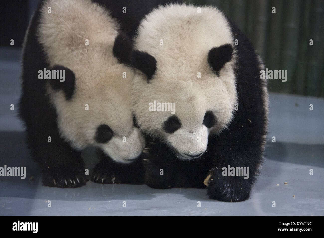 Pandas play in a zoo Stock Photo - Alamy