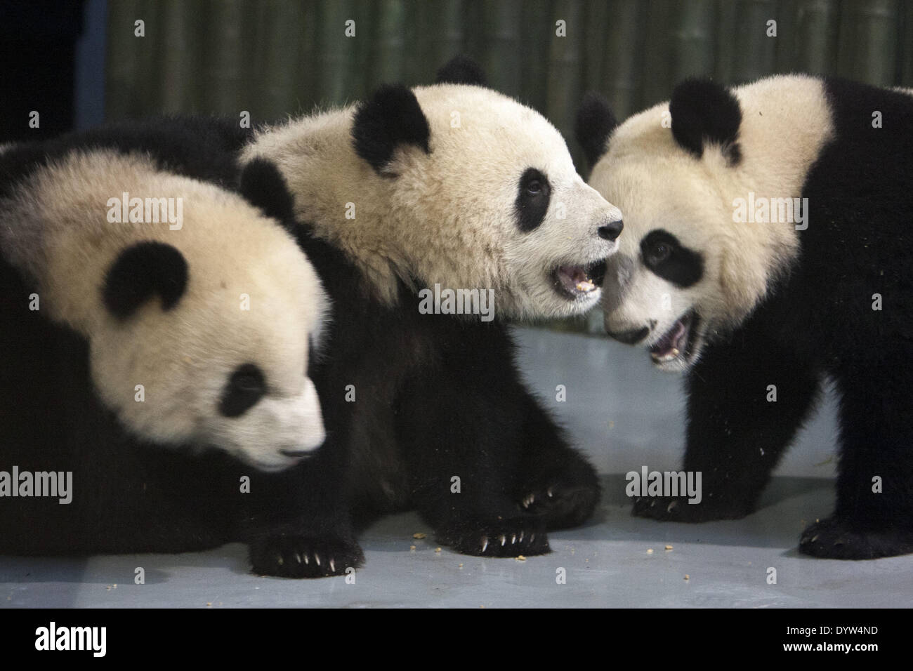 Pandas play in a zoo Stock Photo - Alamy