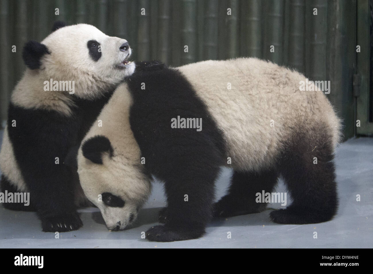 Pandas play in a zoo Stock Photo - Alamy