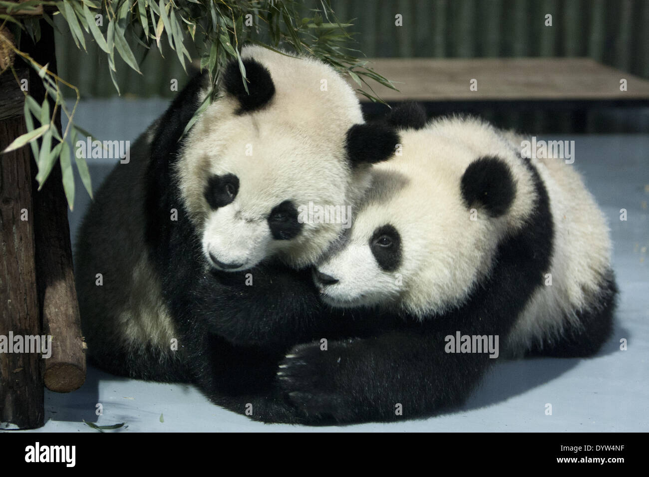 Pandas play in a zoo Stock Photo - Alamy