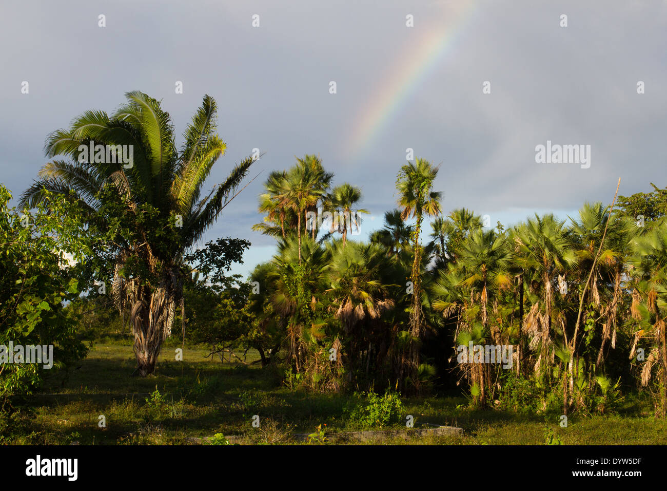 Tree with rainbow hi-res stock photography and images - Alamy