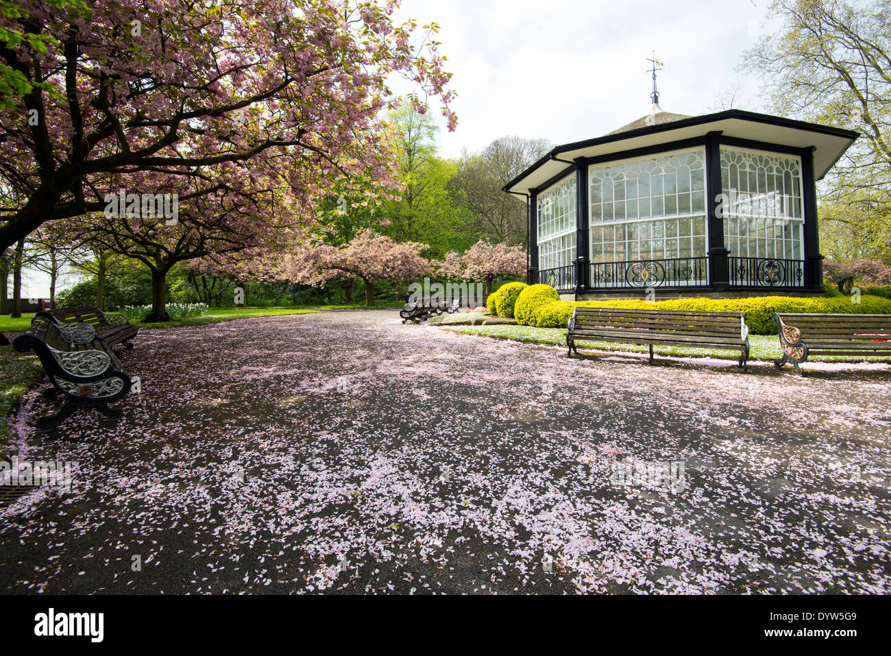 Spring blossom at the Bandstand, Nottingham Castle Nottinghamshire ...