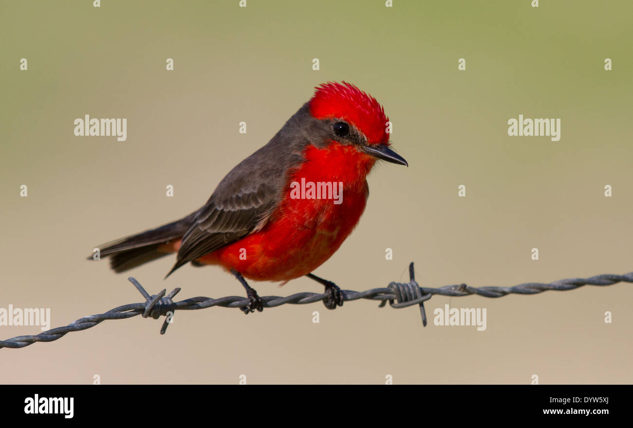 Scarlet flycatcher hi-res stock photography and images - Alamy