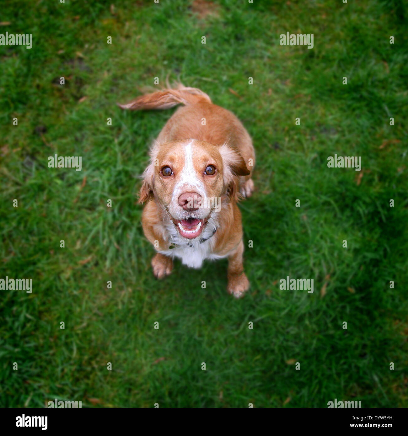 Working cocker spaniel sitting hi-res stock photography and images - Alamy