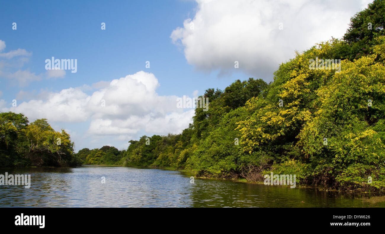 Crooked tree hi-res stock photography and images - Alamy