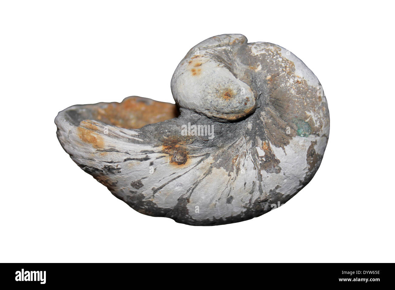 Devil's Toenail Gryphaea Stock Photo - Alamy