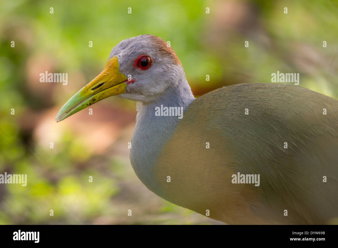Grey-necked Wood-rail (Aramides cajanea Stock Photo - Alamy