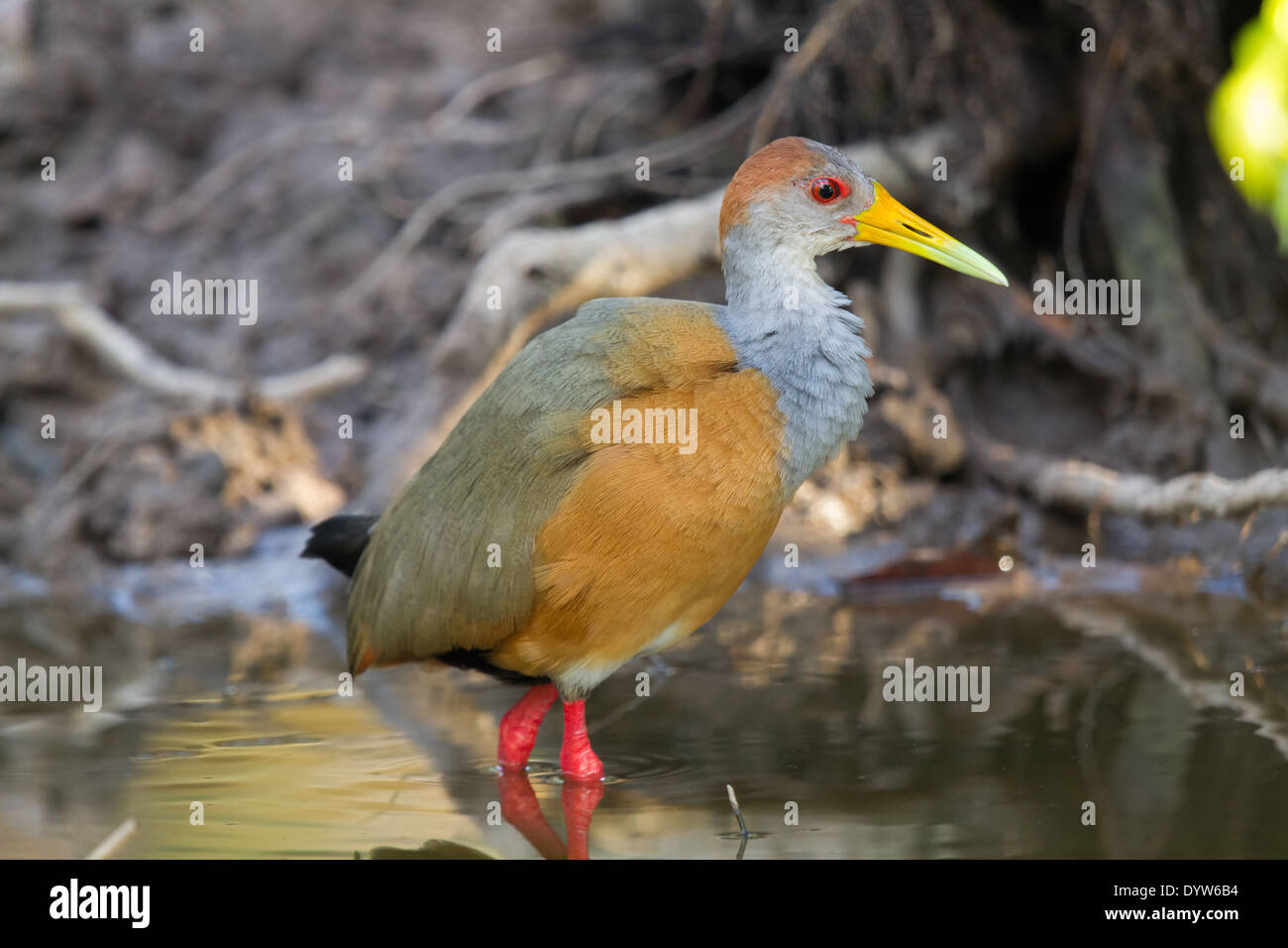 Grey-necked Wood-rail (Aramides cajanea Stock Photo - Alamy