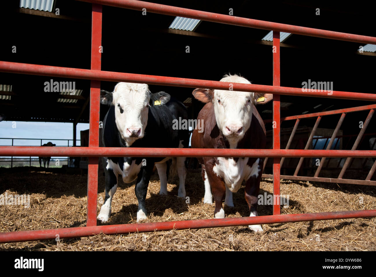 Hereford cross beef cattle Stock Photo - Alamy