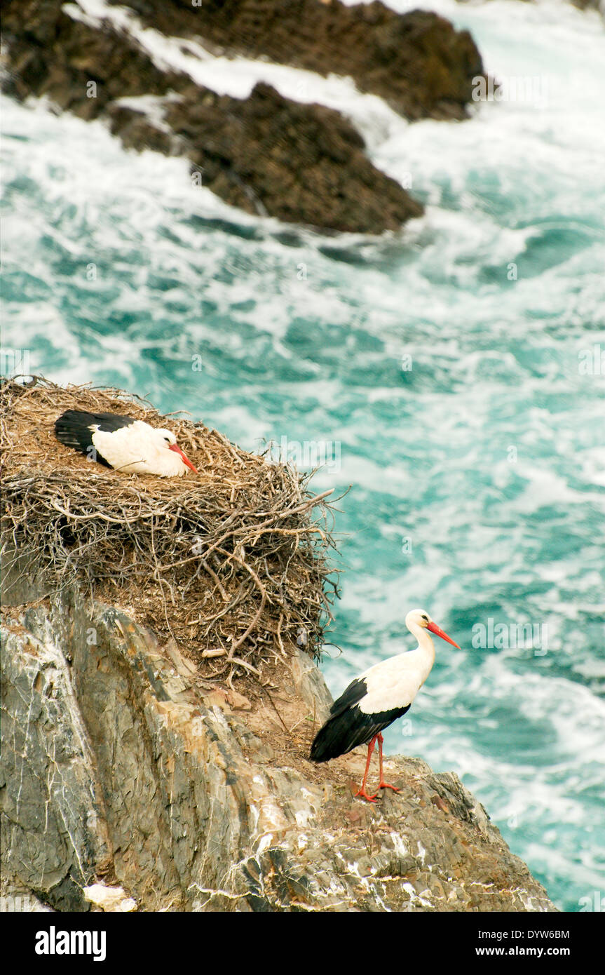 A stork nest at Cabo Sardão, where storks build nests on the cliffs by ...