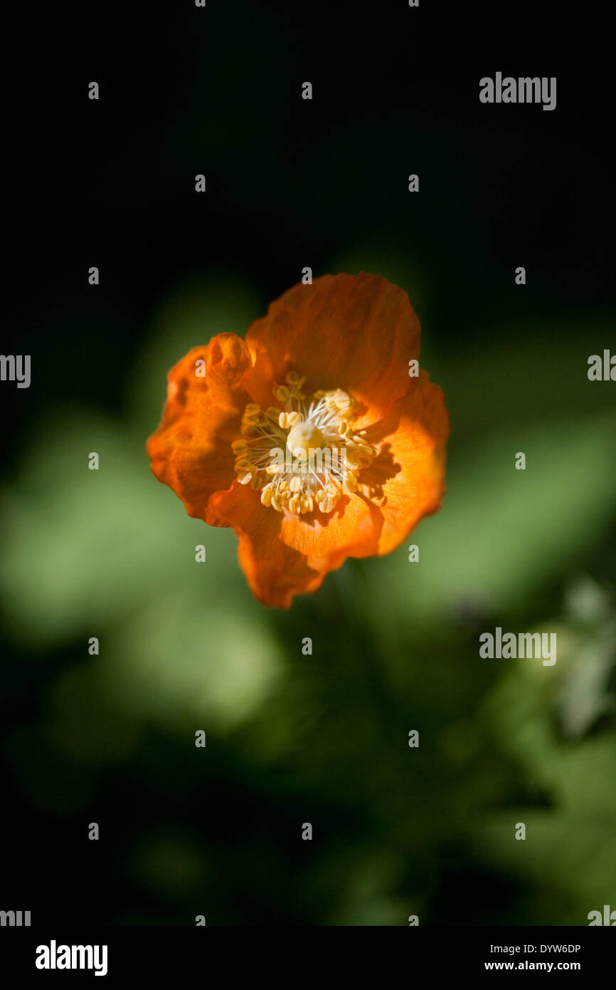 Common welsh poppy hi-res stock photography and images - Alamy