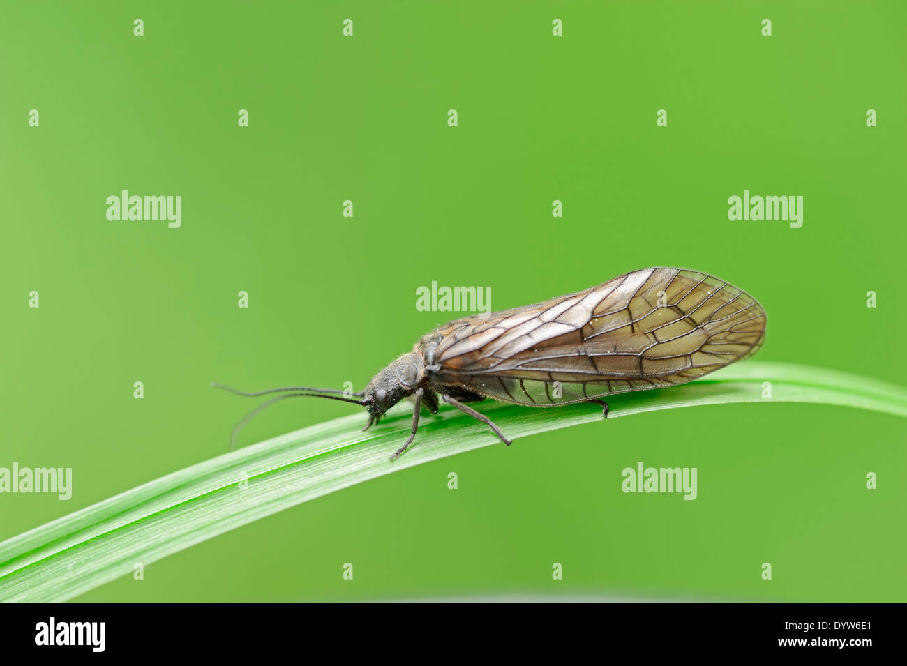Alderfly Larvae Drawing