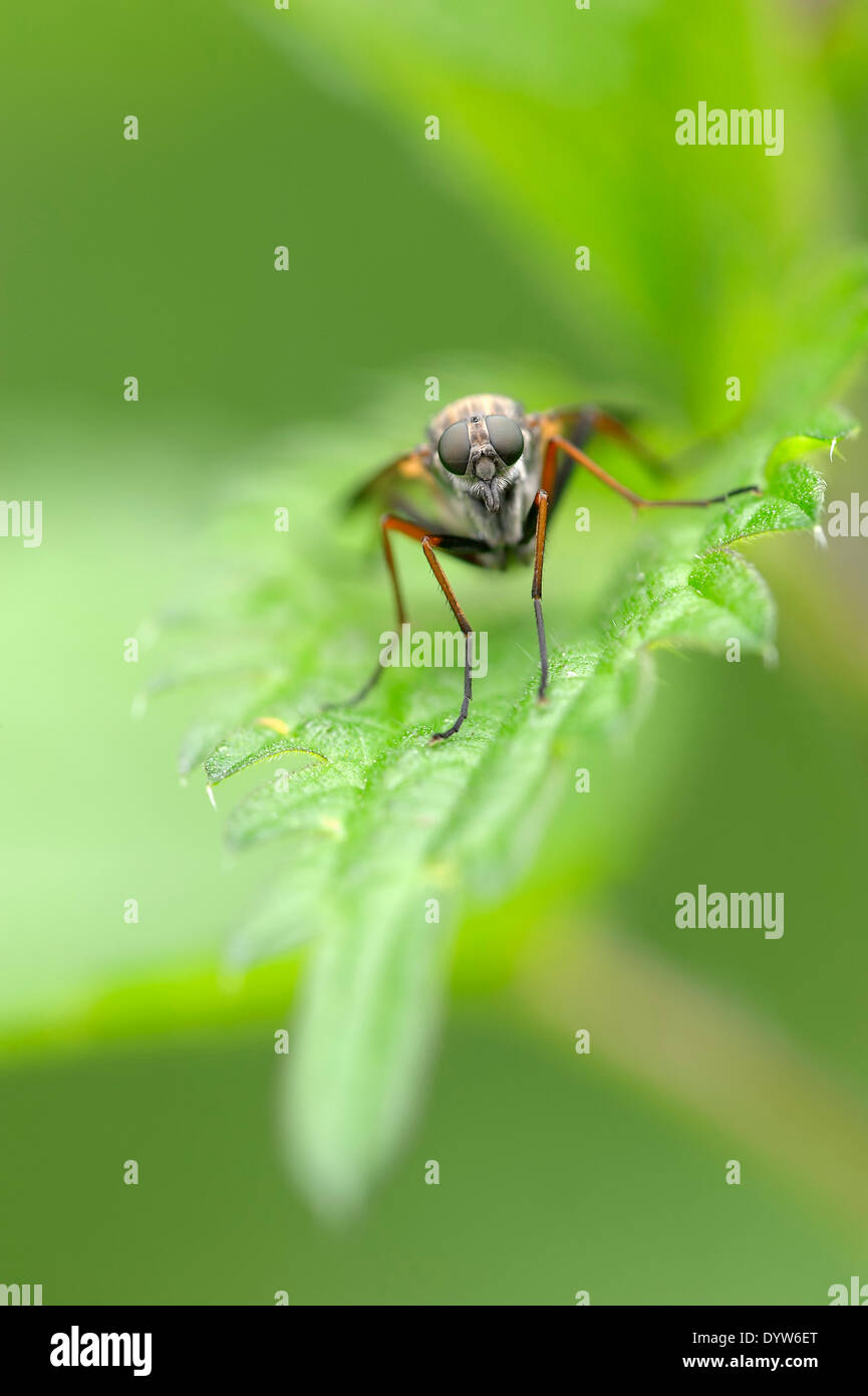 Large Fleck-winged Snipefly (Rhagio notatus), North Rhine-Westphalia ...