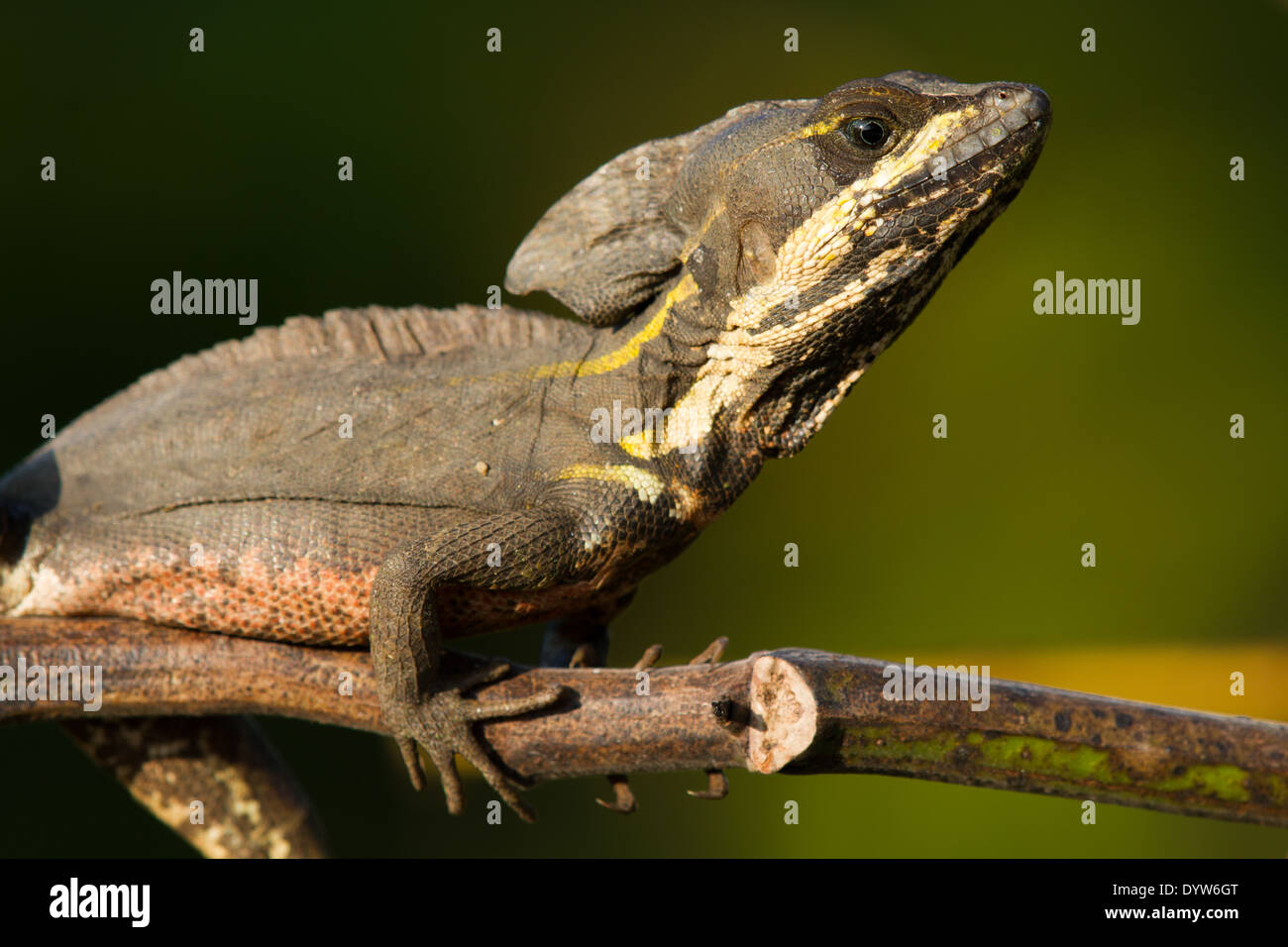 Basilisk hi-res stock photography and images - Alamy