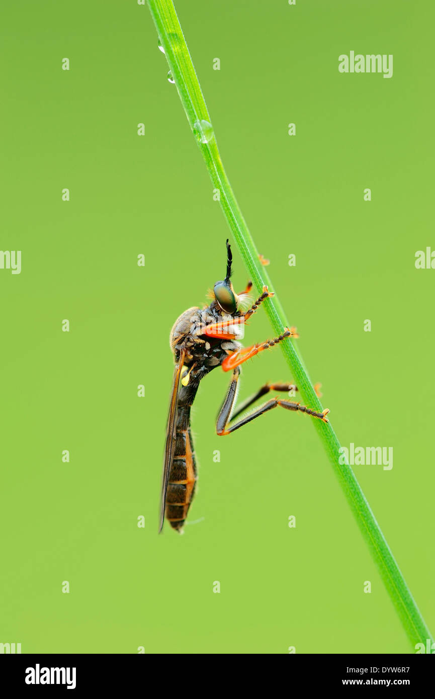 Mature robberfly hi-res stock photography and images - Alamy