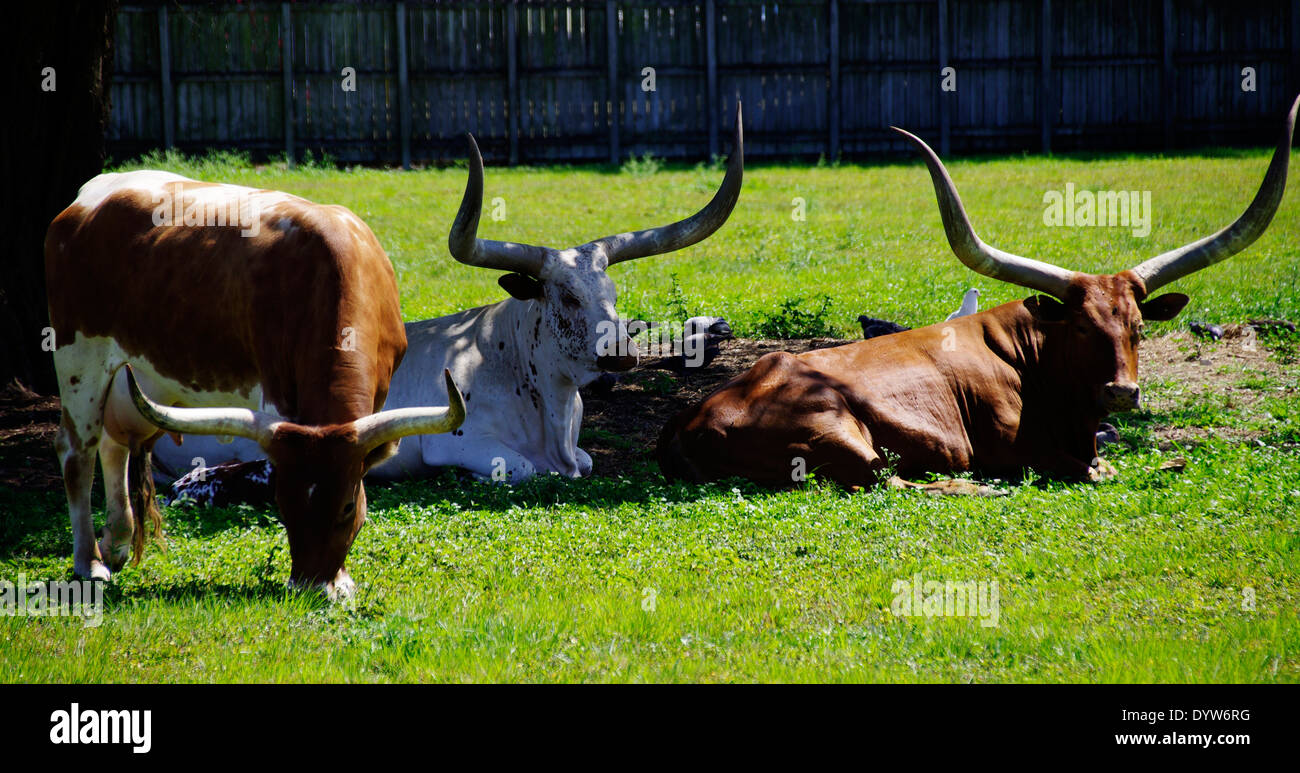 Longhorns resting hi-res stock photography and images - Alamy