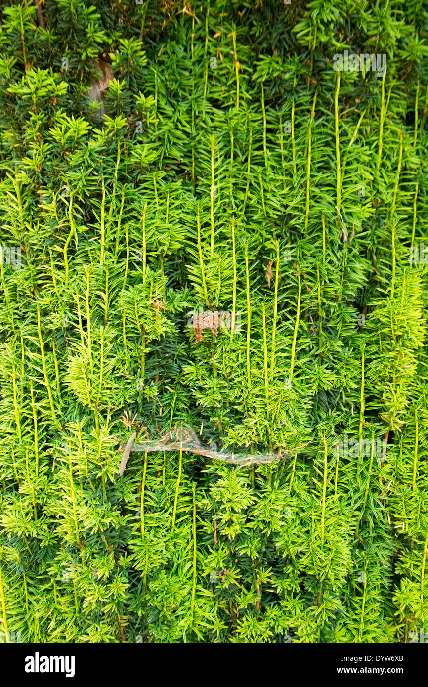 Cypress tree leaves hi-res stock photography and images - Alamy