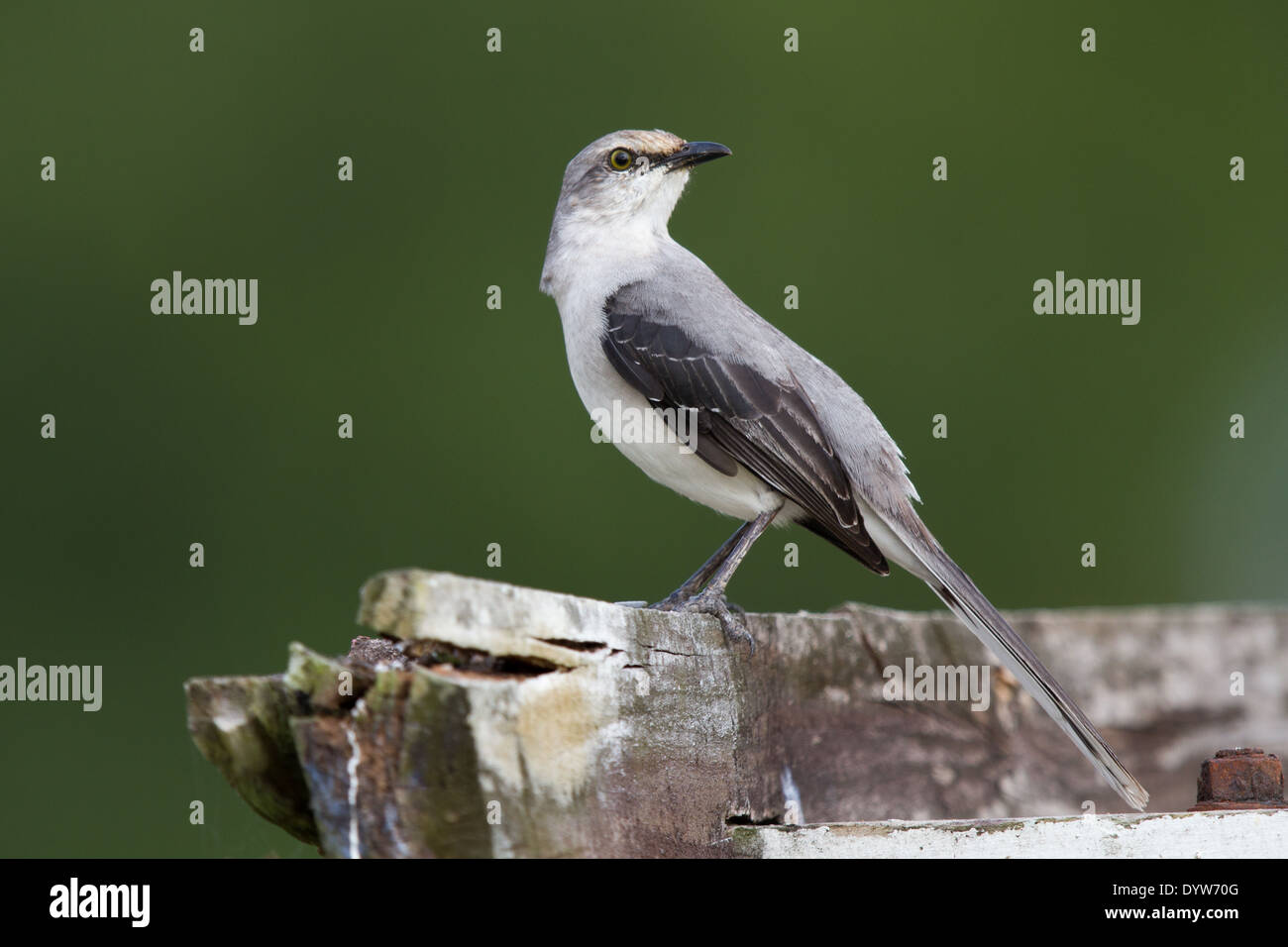 Tropical Mockingbird (Mimus gilvus Stock Photo - Alamy