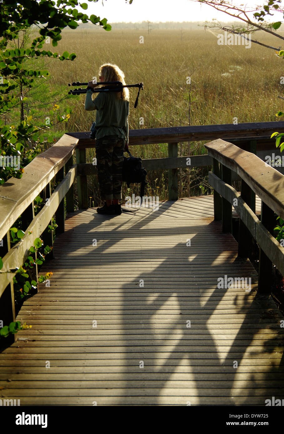 Morning in the Everglades Stock Photo - Alamy