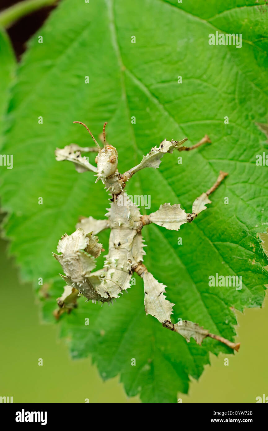 Australian Walking Stick, Spiney Stick Insect or Giant Prickly Stick ...