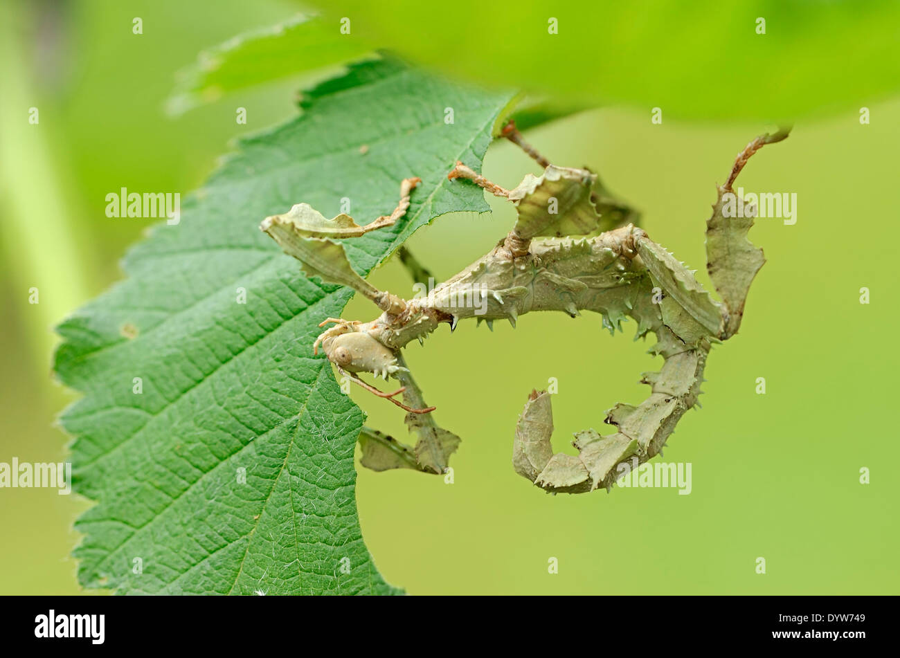 Australian Leaf Insect