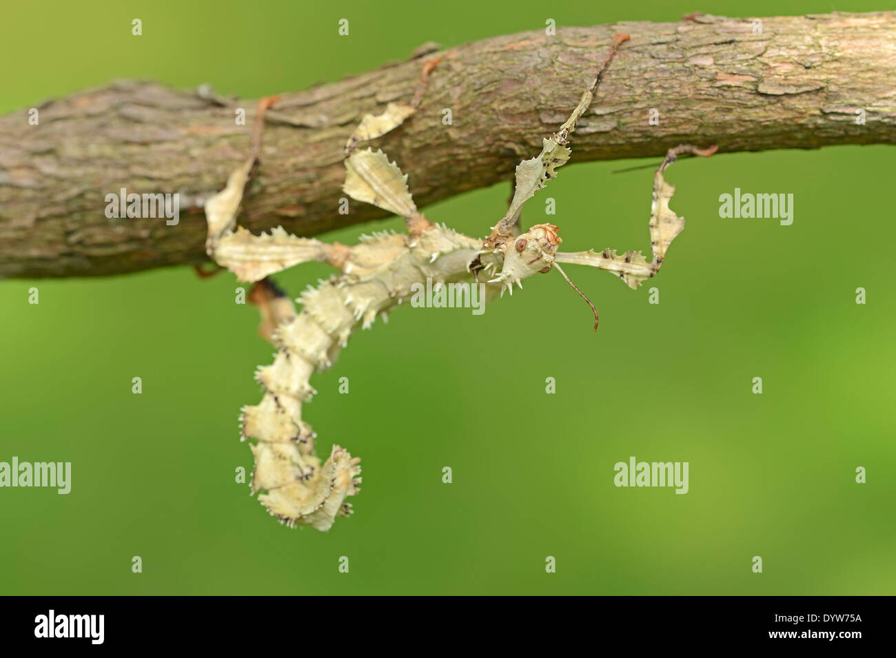 Australian giant prickly stick insect hi-res stock photography and ...