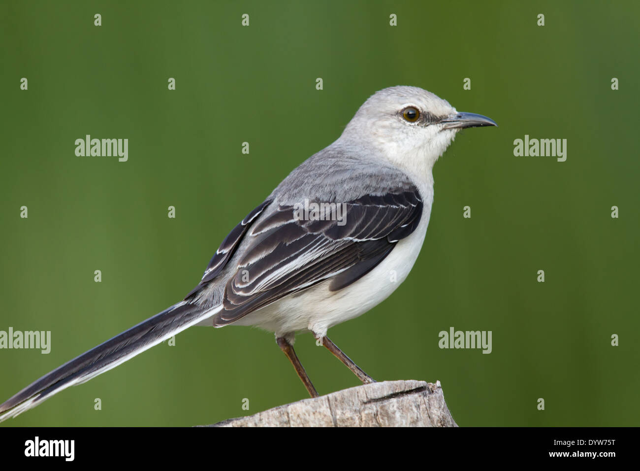 Tropical mockingbird hi-res stock photography and images - Alamy