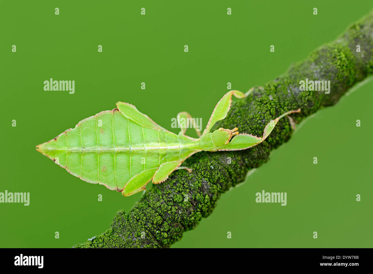 Phyllium High Resolution Stock Photography and Images - Alamy