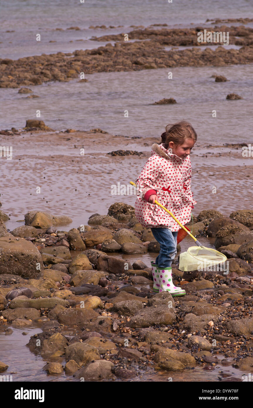 Front View Of A 5 year Old Child Fishing Rockpools with a Fishing Net ...