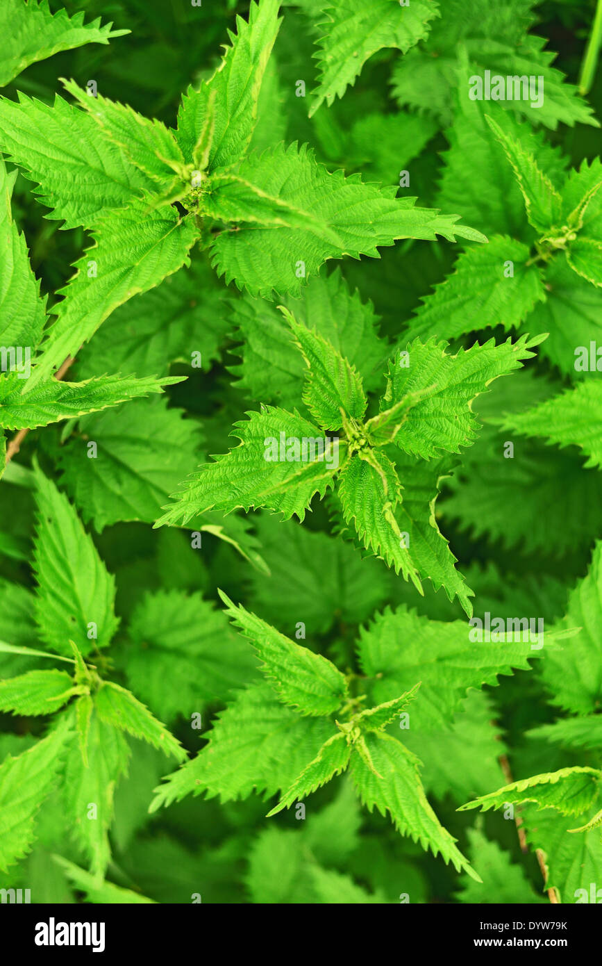 Stinging nettle growing in the garden. Vegetation background Stock ...