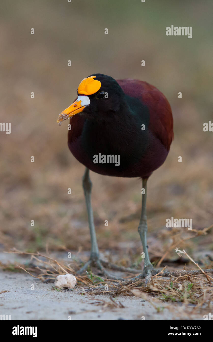 Northern Jacana (Jacana spinosa Stock Photo - Alamy