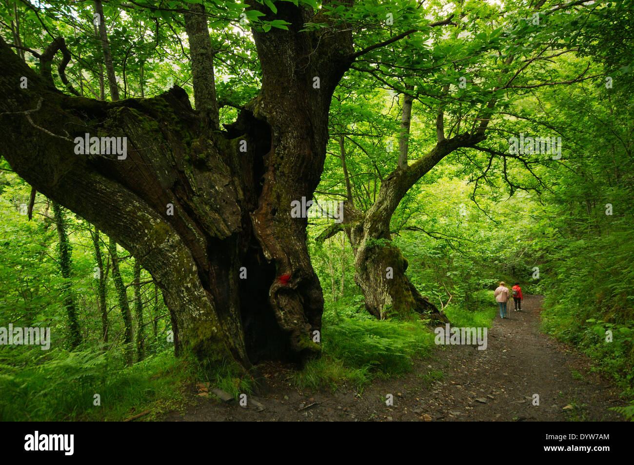 Bierzo region hi-res stock photography and images - Alamy