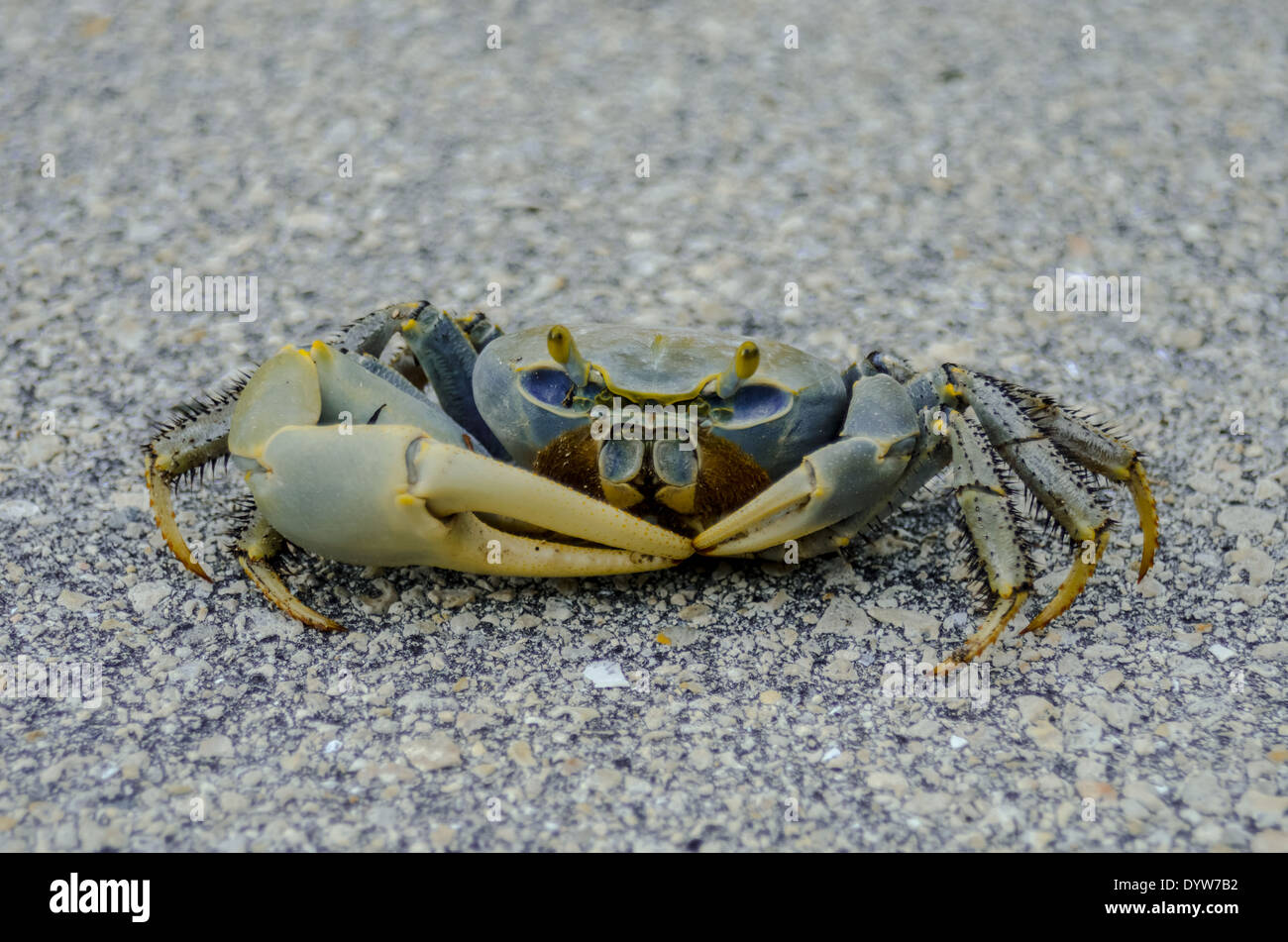 A Blue Crab Scuttles Across Pavement Stock Photo - Alamy
