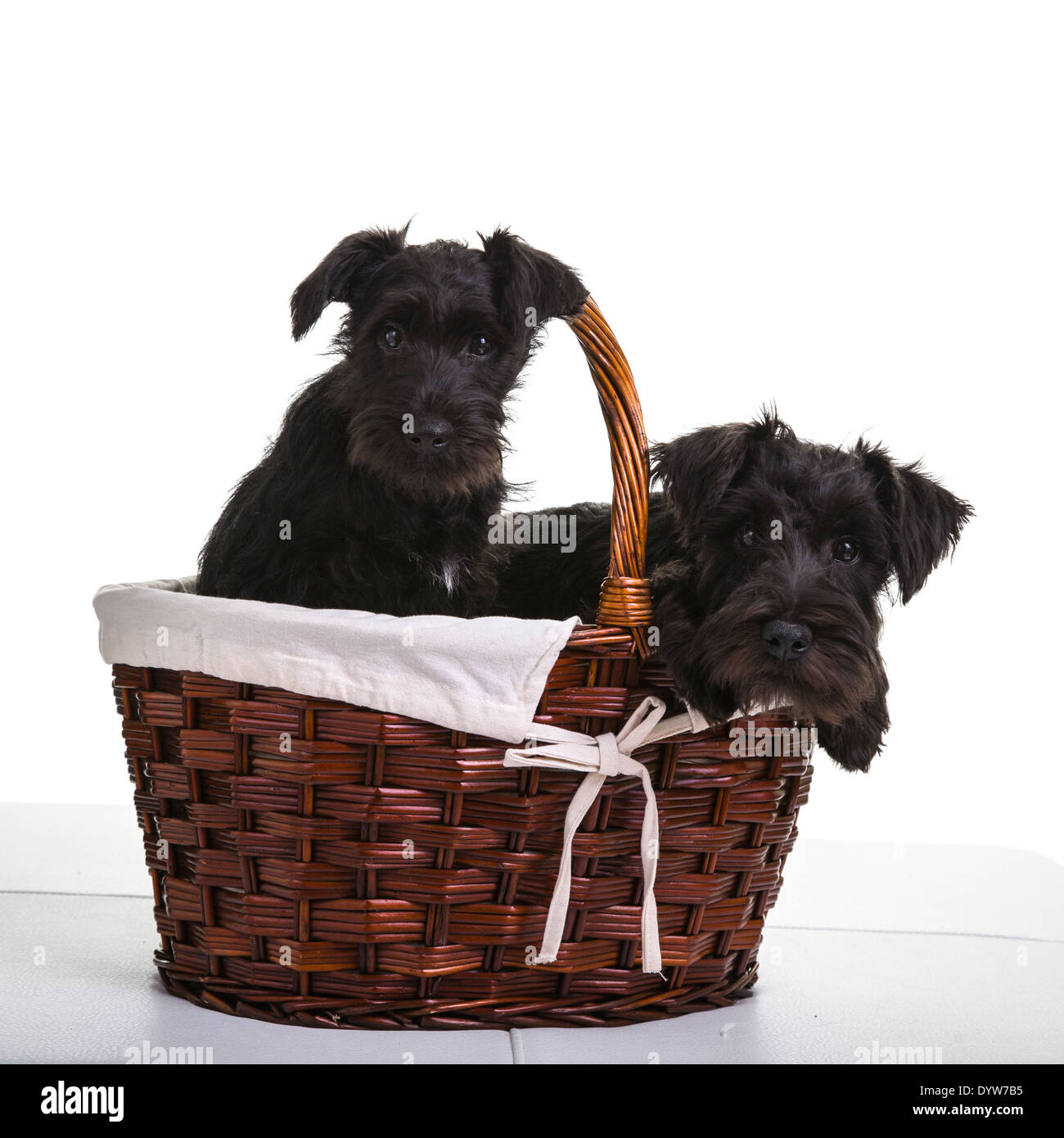 Black miniature schnauzer hi-res stock photography and images - Alamy