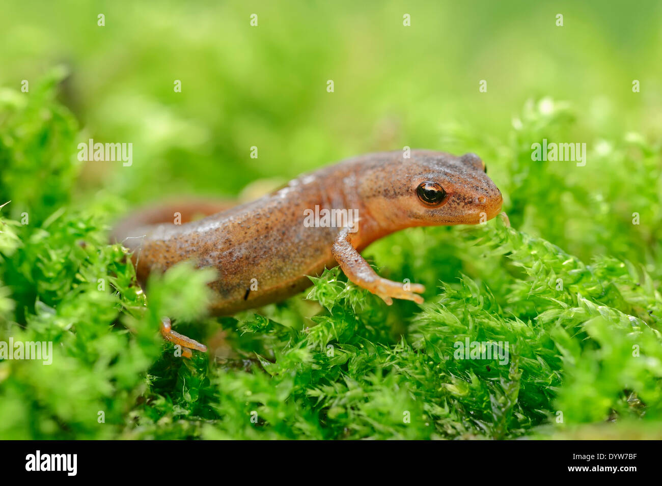 Smooth Newt or Common Newt (Lissotriton vulgaris, Triturus vulgaris ...