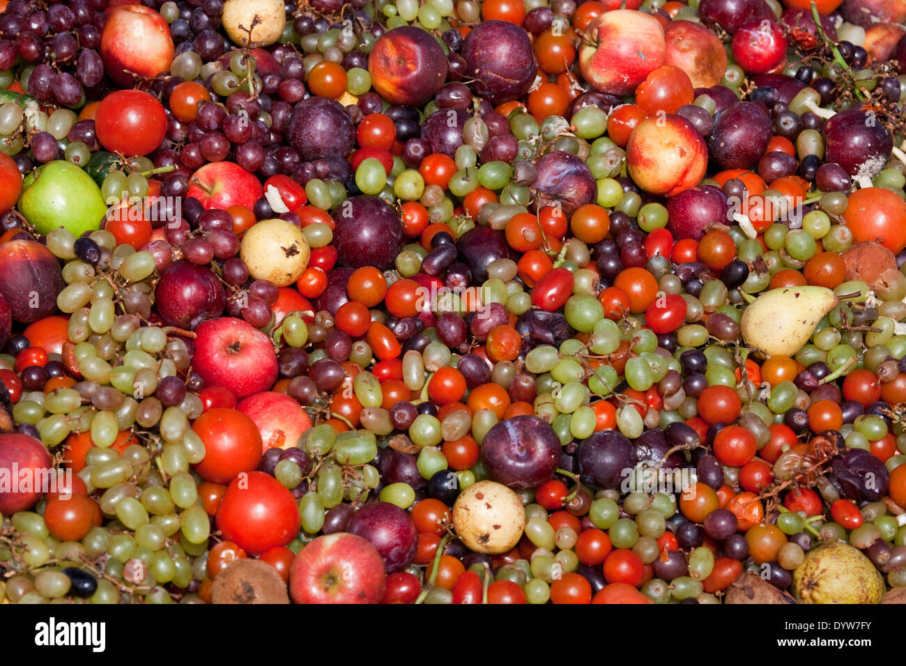 Waste mixed fruit sometimes used for animal feed. Wasting food is bad ...