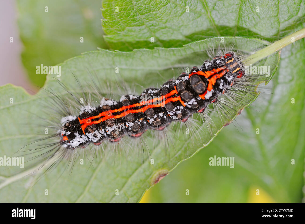 Yellow-tail Moth, Goldtail Moth or Swan Moth (Euproctis similis ...